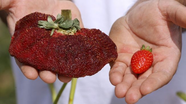 Chahi Ariel, Petani Israel Tanam Stroberi Terberat di Dunia