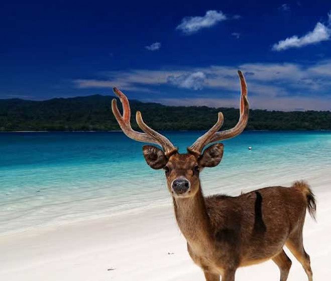 Serpihan Surga Tersembunyi di Ujung Kulon Pulau Peucang
