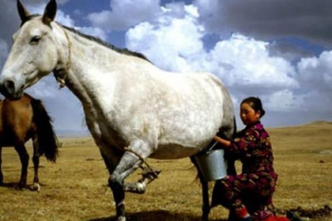 5 Manfaat Susu Kuda Liar Untuk Kesehatan Tubuh