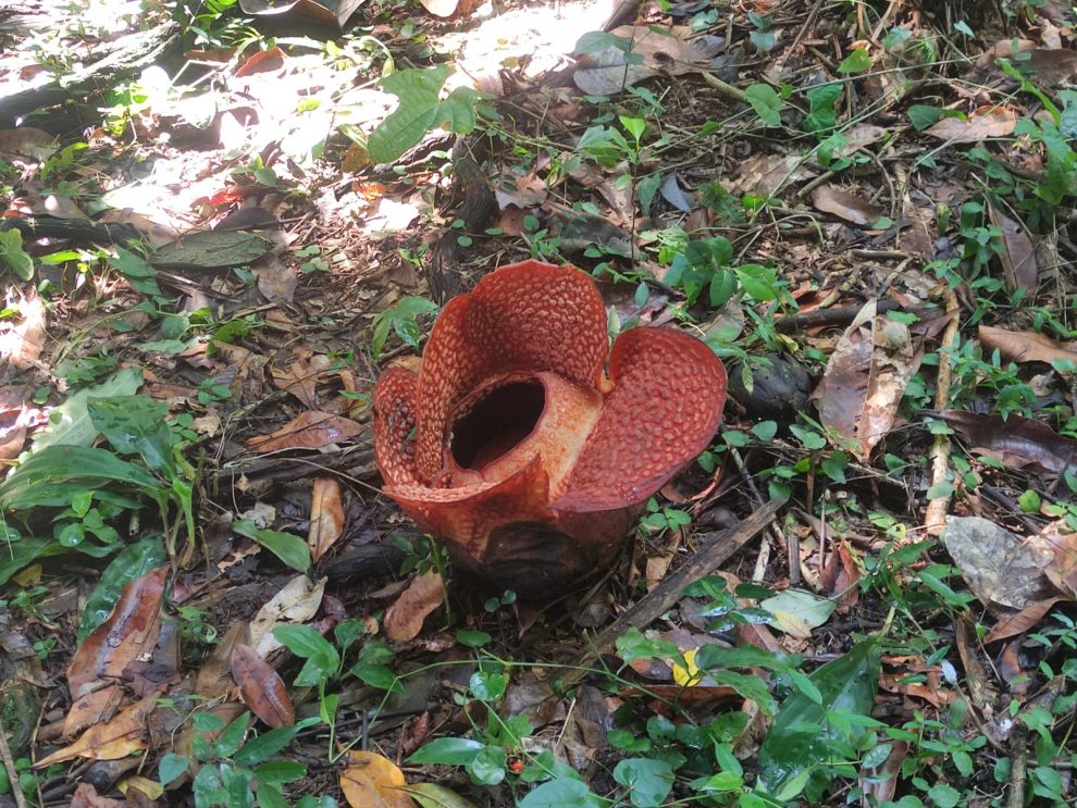 Bunga Rafflesia Arnoldi Mekar di Kebun Raya Bogor