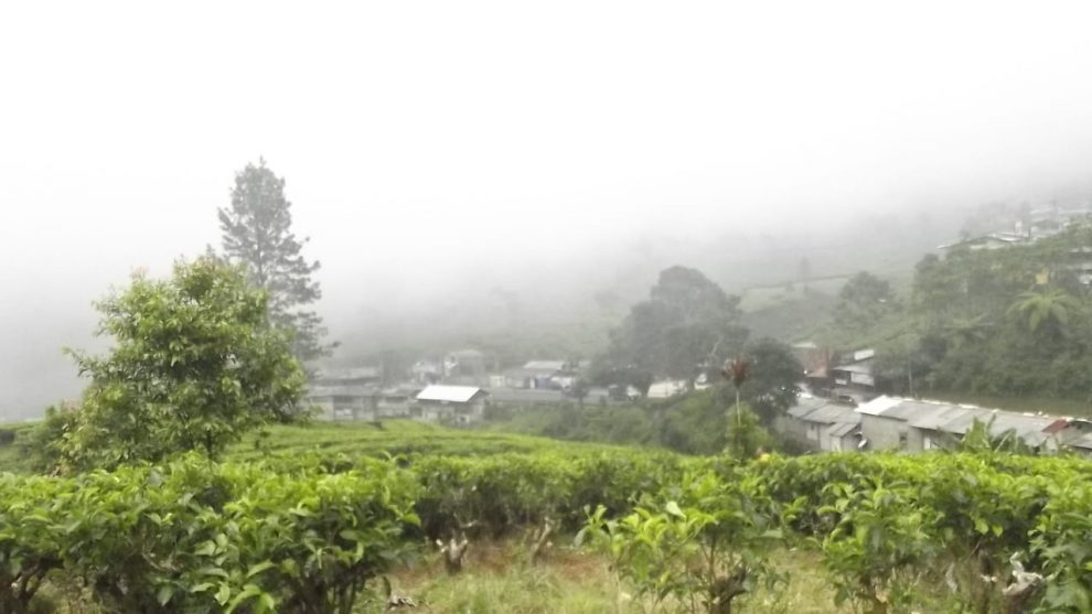 Kebun Teh Puncak, Wisata Alam dengan Spot Foto Menarik