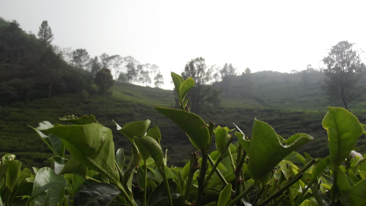 Kebun Teh Puncak, Wisata Alam dengan Spot Foto Menarik