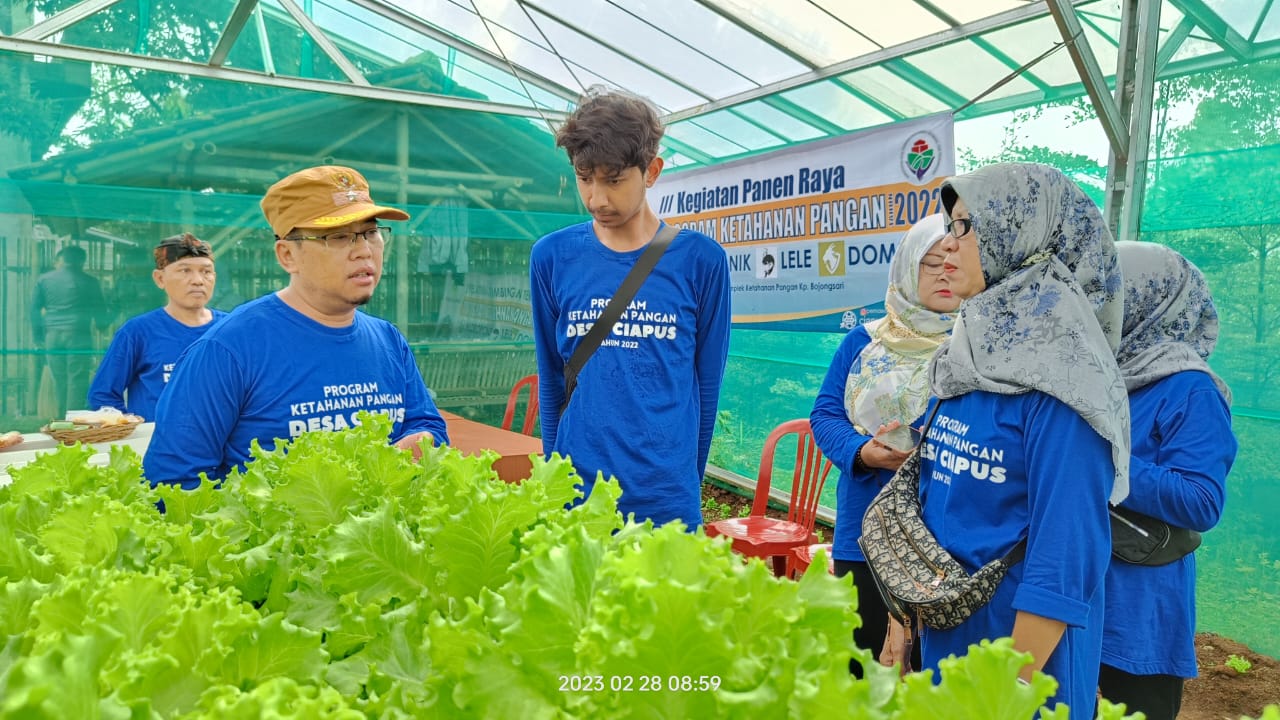 Panen Raya Perdana Ketahanan Pangan Desa Ciapus, Ajak Ibu-Ibu Pahami ...