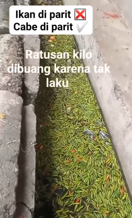Viral Ratusan Kilo Cabai Dibuang di Parit Medan